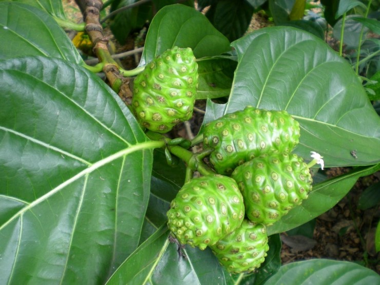 [곰약사닷컴]파극천(巴戟天)Morindae Officinalis Radix/파극천효능/파극천부작용 : 네이버 블로그