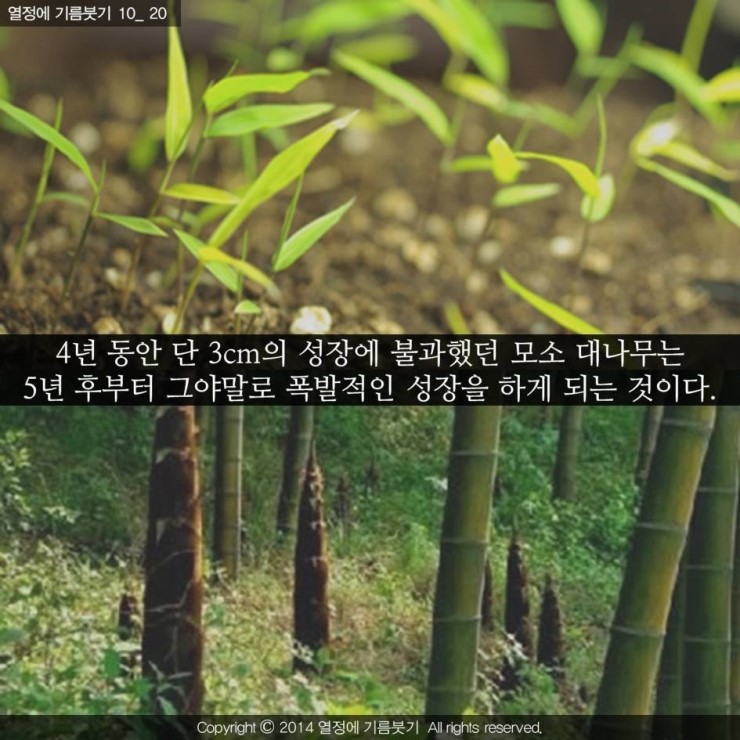 모소 대나무 이야기 네이버 블로그