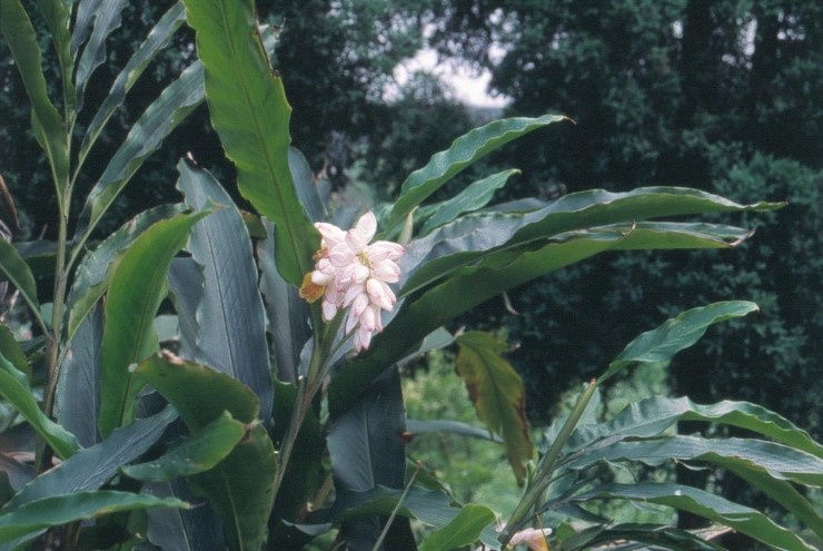 [곰약사닷컴]익지인(益智仁)Alpiniae Oxyphyllae Fructus/익지인효능/익지인부작용 : 네이버 블로그