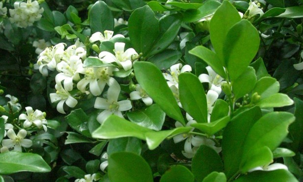 [Reference Standard_오렌지 자스민 표준물질] Murraya exotica L. ingredients - 코아 ...