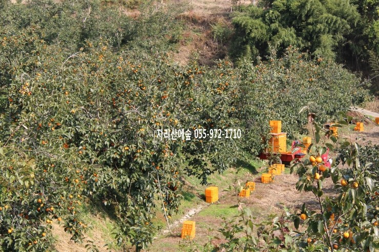 감말랭이 효능 지리산 산청 감말랭이판매 : 네이버 블로그