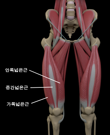 안쪽넓은근(vastus medialis m), 중간넓은근(vastus intermedius m), 가쪽넓은근(vastus ...