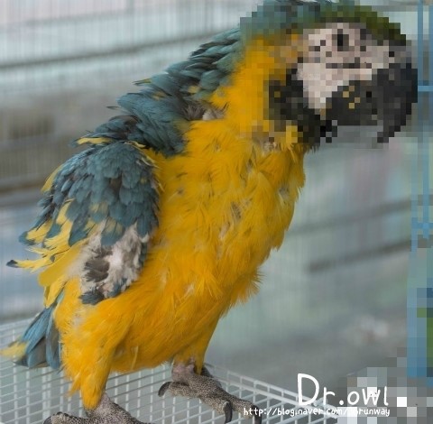 [Dr. Owl] PBFD (psittacine beak and feather disease virus) 감염사례 국내 첫 보고 ...
