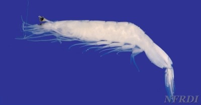 젓새우(Akiami paste shrimp) : 네이버 블로그