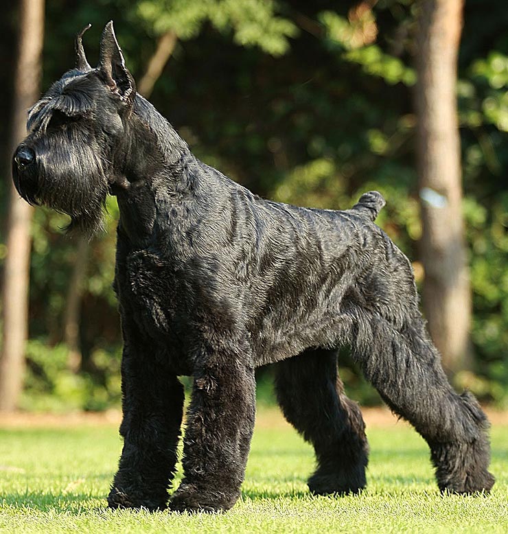 자이언트 슈나우저 (Giant Schnauzer) : 네이버 블로그