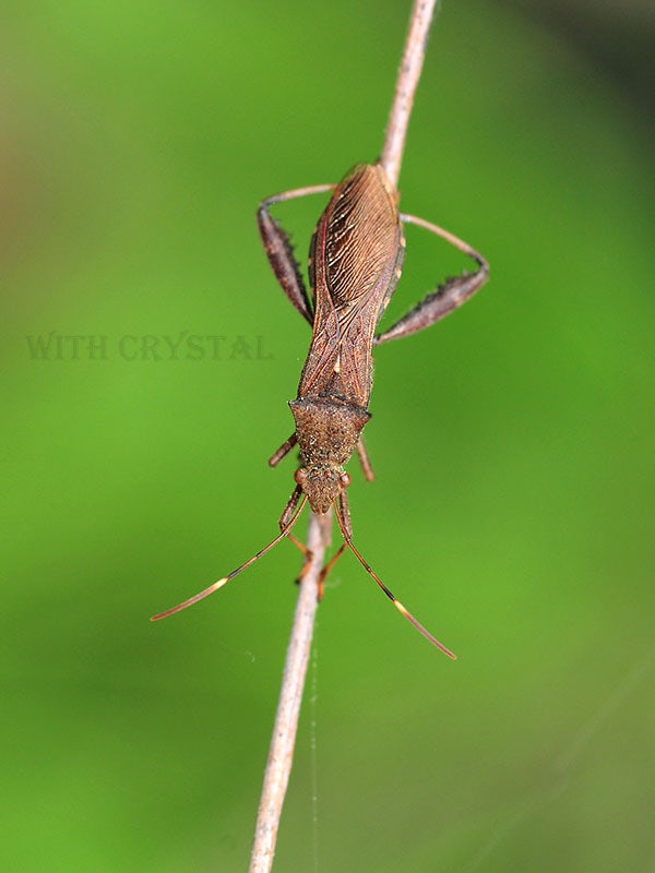 톱다리개미허리노린재(~2014년) -Riptortus pedestris : 네이버 블로그