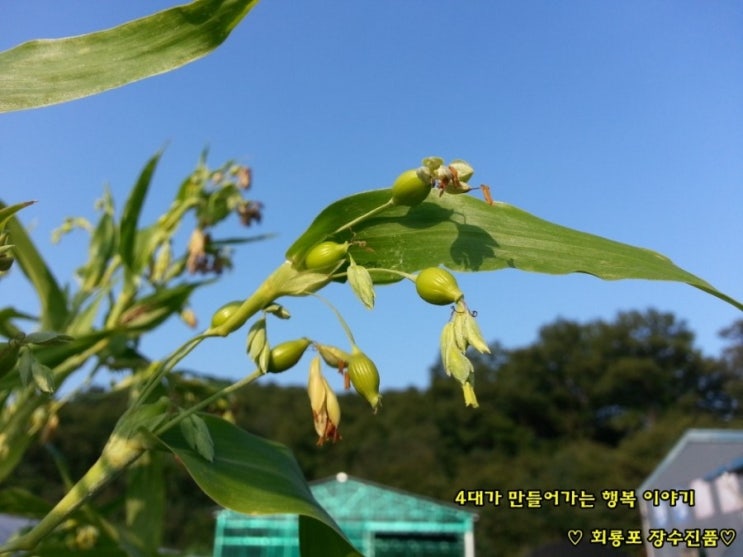 율무가격 - 현미율무, 율무파는곳 & 율무효능 : 네이버 블로그