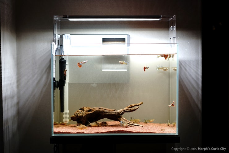 [ADA Mini M, Echo] Season 5, Setting- : 네이버 블로그