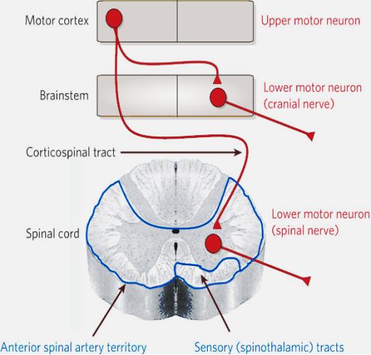 somatic motor pathway : upper motor neuron 과 lower motor neuron : 네이버 블로그