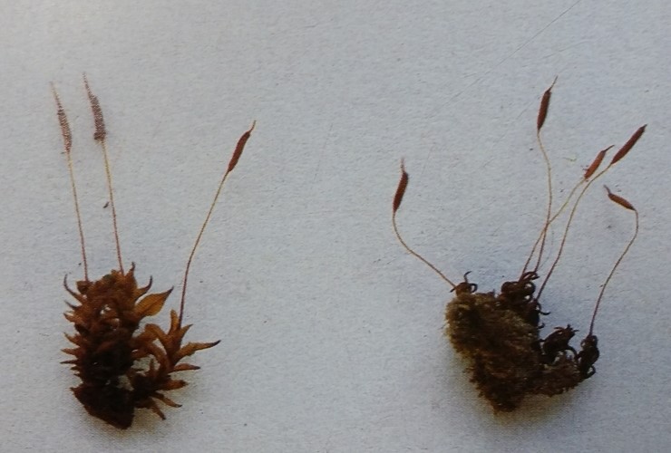 말린담뱃잎이끼 (Hyophila involuta (HOOK.) JAEG : 네이버 블로그