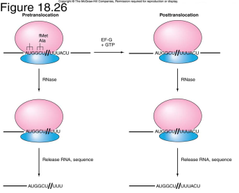 [분자생물학]The Mechanism of Translation II: Elongation and Termination -The ...