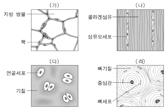 윌비스피엠디/최성윤 MEET/DEET 2011학년도 생물추론 기출문제 37 : 네이버 블로그