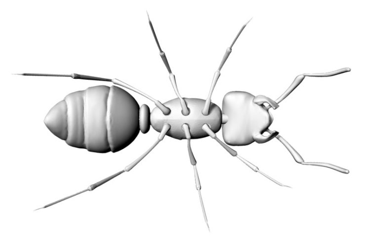 [곤충3D모델링] 3D로 만든 개미 ANT Modeling : 네이버 블로그