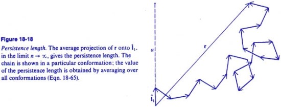 고분자 사슬의 지속길이 (persistence length) : 네이버 블로그