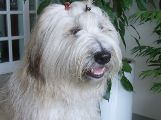 삽살개(Sapsal Dog) : 네이버 블로그