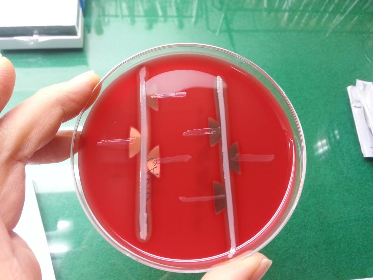 CAMP test : 네이버 블로그