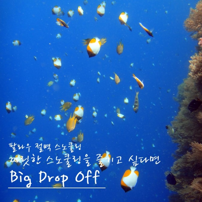 [팔라우여행] 팔라우 절벽 스노쿨링 :: 빅드랍오프(Big Drop Off) : 네이버 블로그