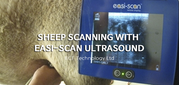 a veterinarian's perspective : sheep scanning with easi-scan ultrasound ...