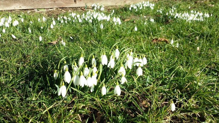 [영국시화] 영국의 입춘을 알리는 들꽃, 스노우드롭(snowdrop) : 네이버 블로그