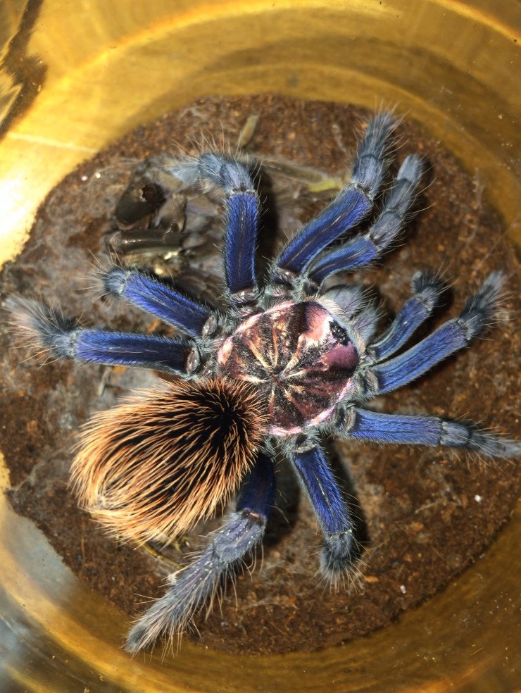 두 Xenesthis 탈피 : 네이버 블로그