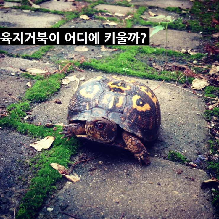 육지거북이 사육장 종류 총정리 네이버 블로그