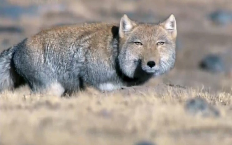 티벳여우 (Vulpes ferrilata) : 네이버 블로그