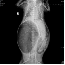 강아지 GDV - 11살 강냉이 : 네이버 블로그