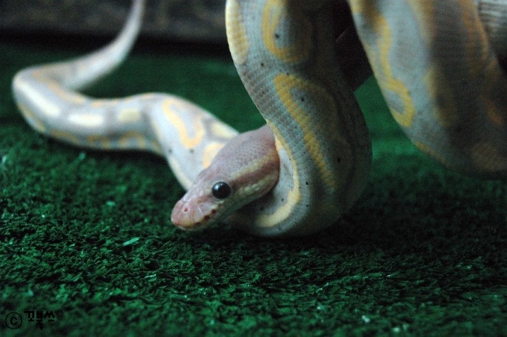 [Banana Coral Glow Cinnamon Ball Python] 바나나 코럴 글로우 시나몬 '볼 파이톤' : 네이버 블로그