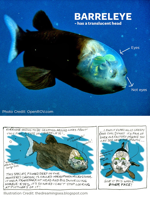 심해저 투명 물고기 '배럴아이' The Pacific Barreleye Fish and Its Weird See-Through ...