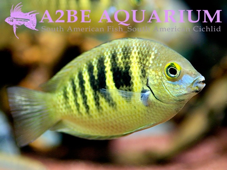 인도 야생종 [India, Canarata wild fishes] : 네이버 블로그