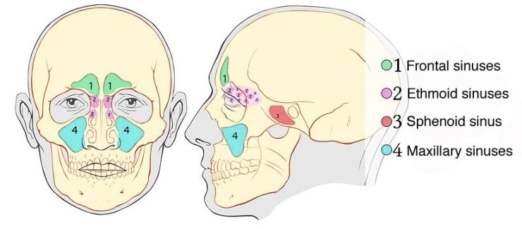 [ENT] 부비동(Paranasal Sinuses) : 네이버 블로그
