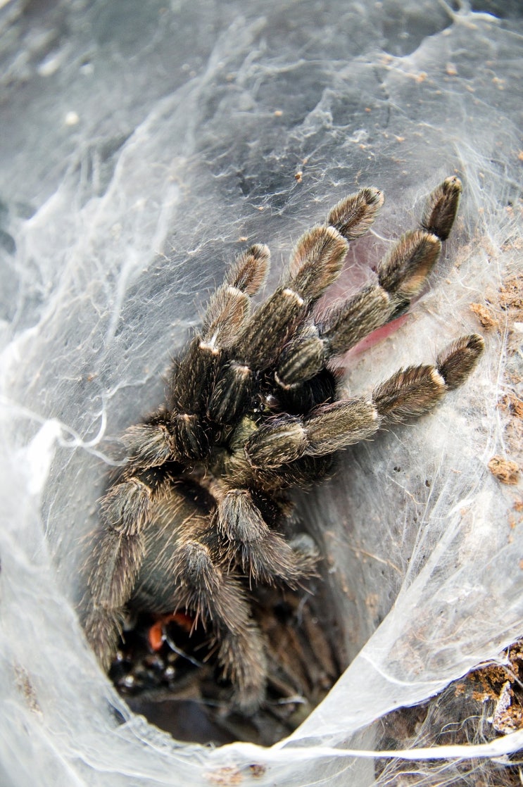 [Tarantula] Psalmopoeus Reduncus (female) / 코스타리카 오렌지 마우스 탈피 : 네이버 블로그