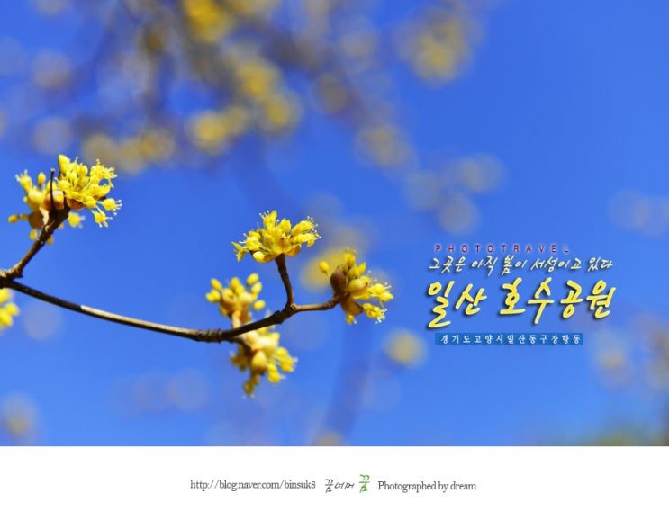 경기도일산 그곳은 아직 봄이 서성이고 있다일산 호수공원매화 산수유꽃 봄꽃축제고양국제꽃박람회 서울근교 가볼만한 곳