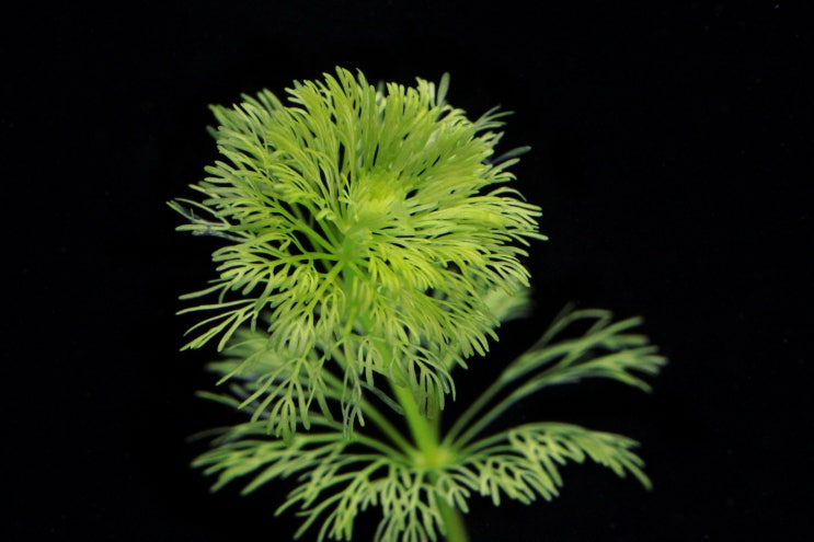 림노필라 세실리플로라 - Limnophila sessiliflora (Vahl) Blume : 네이버 블로그