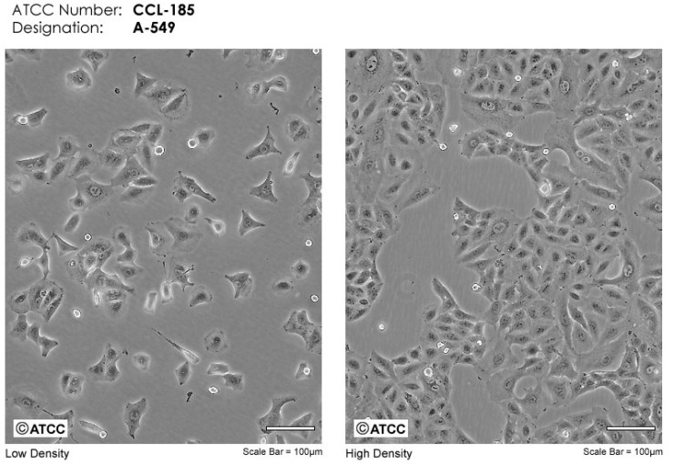 A-549 Cell line : 네이버 블로그