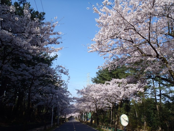 [아침산보] 한라수목원 동네 한바퀴 아침 산책과 행복 : 네이버 블로그