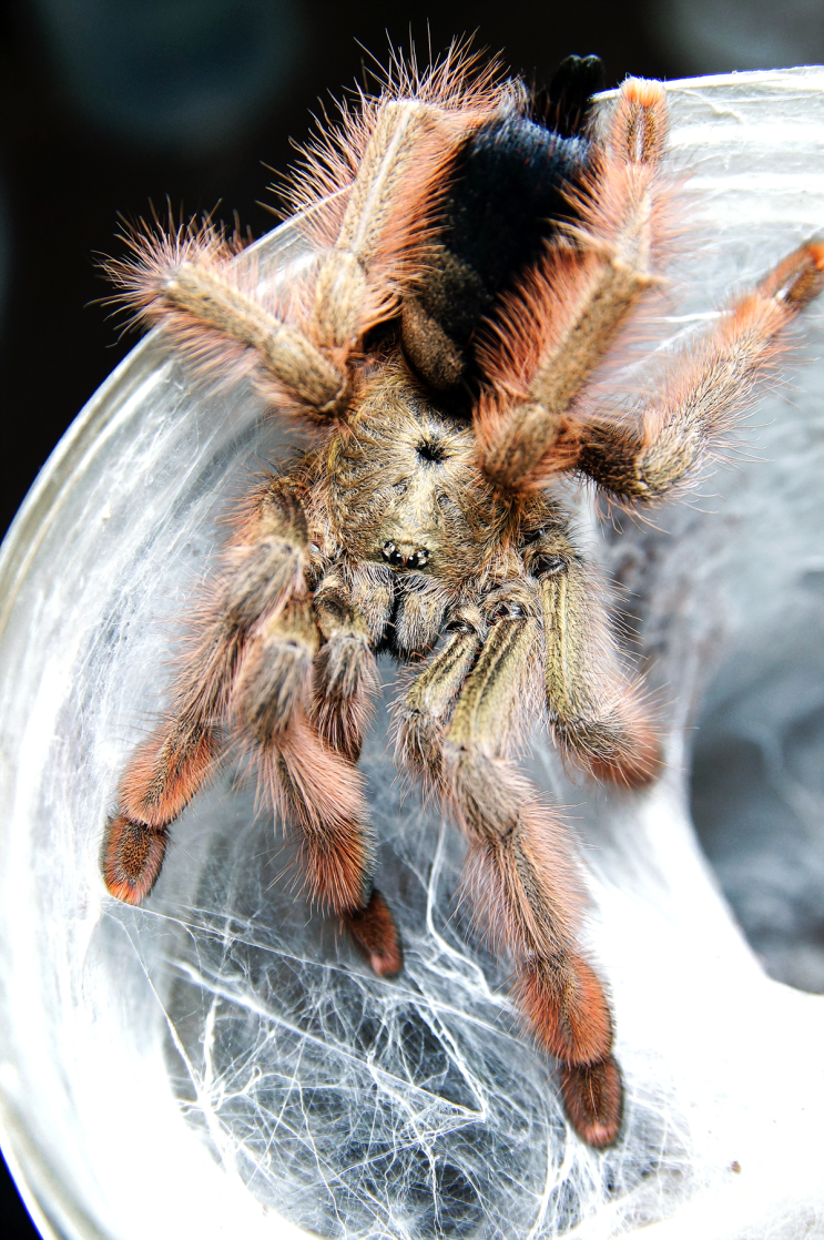 [Tarantula] Psalmopoeus pulcher (male) / 한송이의 꽃 같은 파나마 블론디 수컷 탈피 : 네이버 블로그