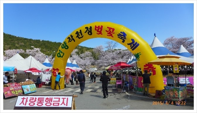 언양 작천정 벚꽃길 2015 작천정 벚꽃축제 네이버 블로그