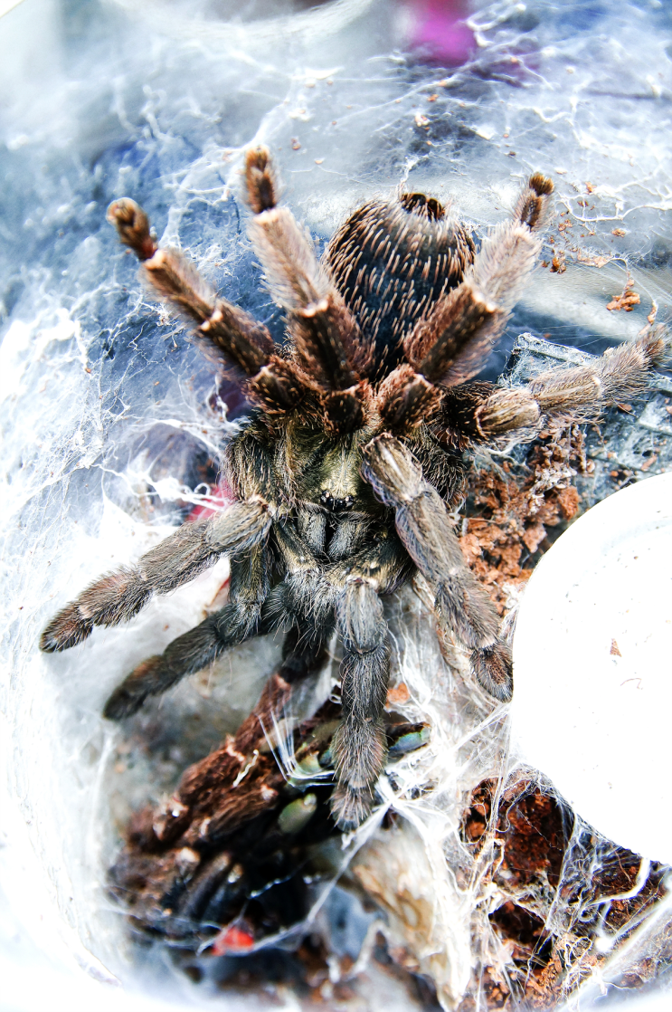 [Tarantula] Psalmopoeus Reduncus (female) / 오랜만에 예쁜척하는 코스타리카 오렌지 마우스 ...