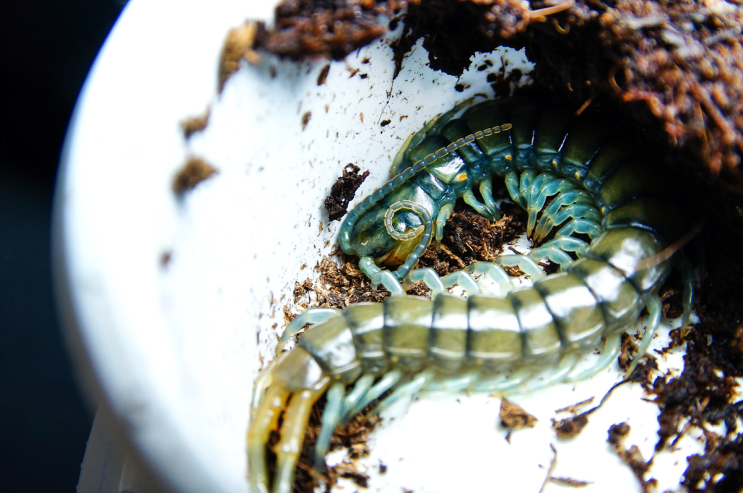[Centipede] Ethmostigmus trigonopodus 'Tanzanian Blue Leg' / 조금 성장한것 같은 ...