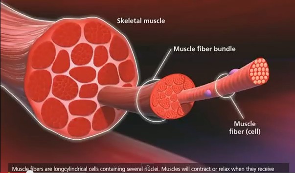 muscle physiology : 네이버 블로그