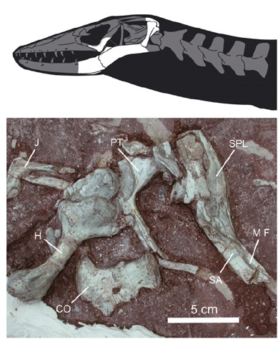 아스프로사우루스- 중생대의 가장 큰 육상 도마뱀 : 네이버 블로그