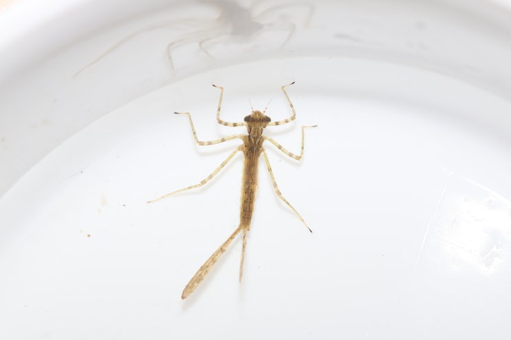 큰자실잠자리(Copera tokyoensis)유충 : 네이버 블로그