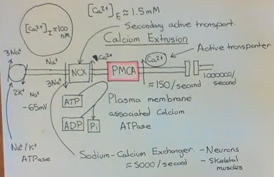calcium extrusion from cell through Sodium Calcium exchanger : 네이버 블로그