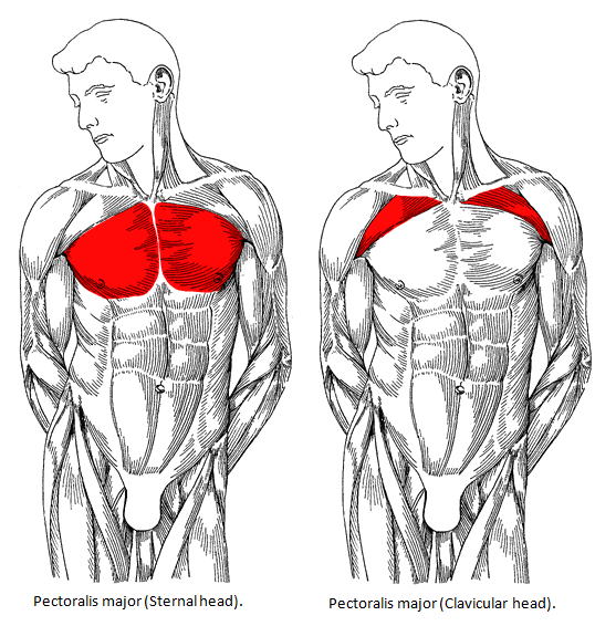 [살림손길 Touch for Health] 대흉근 흉골지 Pectoralis Major Sternal Part의 검사와 치료 ...