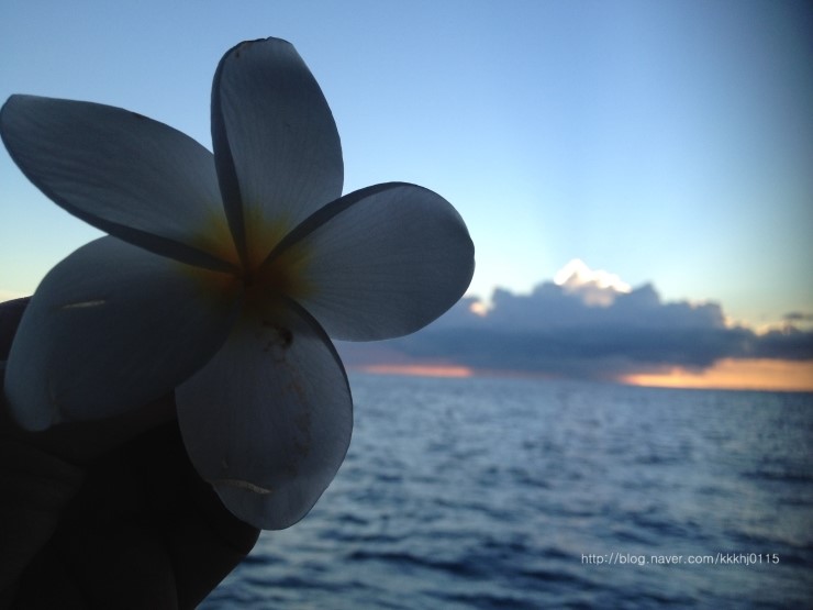 하와이 신혼여행 신나는 알리카이 선셋 크루즈 ♡ : 네이버 블로그
