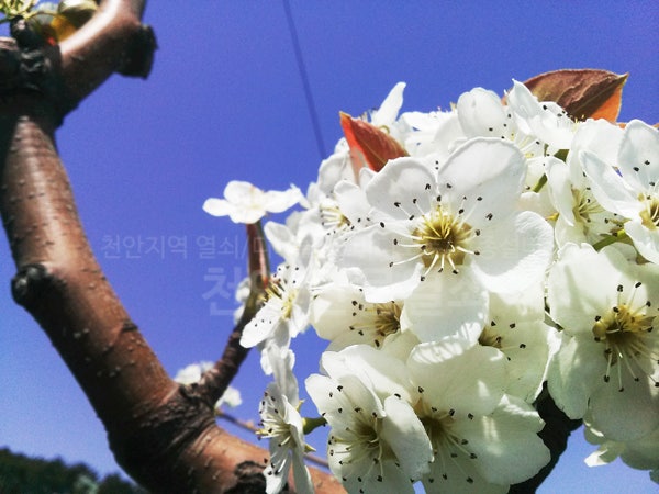 천안만물열쇠가 천안시 서북구 직산읍 군서리 지역에 위치한 직산향교와 천안의 유명한 배와 배꽃을 구경하고 왔습니다 직산향교