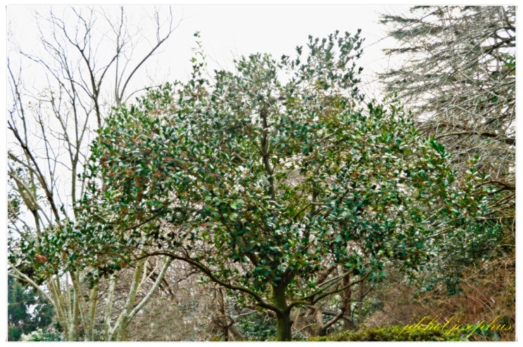 감탕나무(Ilex integra Thunb.) : 네이버 블로그