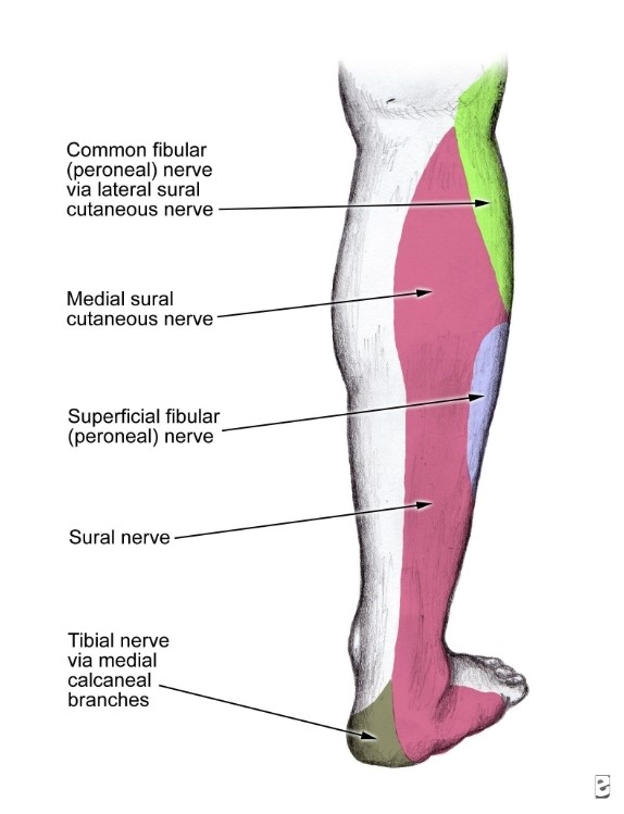 [재활의학] 비복신경포착 (Sural nerve entrapment) : 네이버 블로그