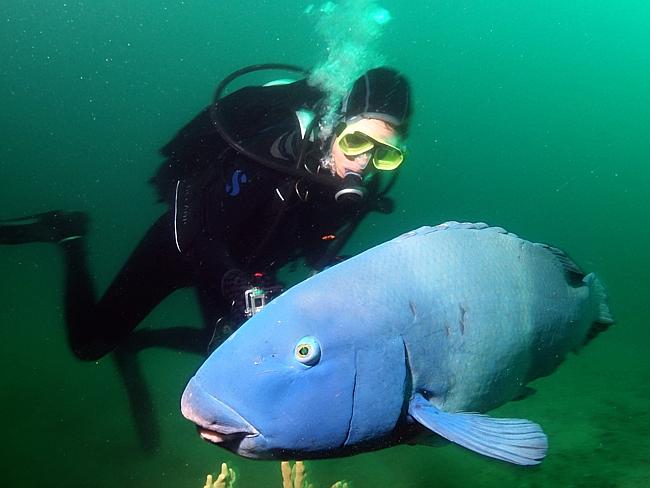 BLUE GROUPER / 블루 그루퍼 : 네이버 블로그